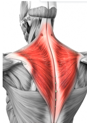 Common Golfing Injuries | Orion Orthopaedic Surgery